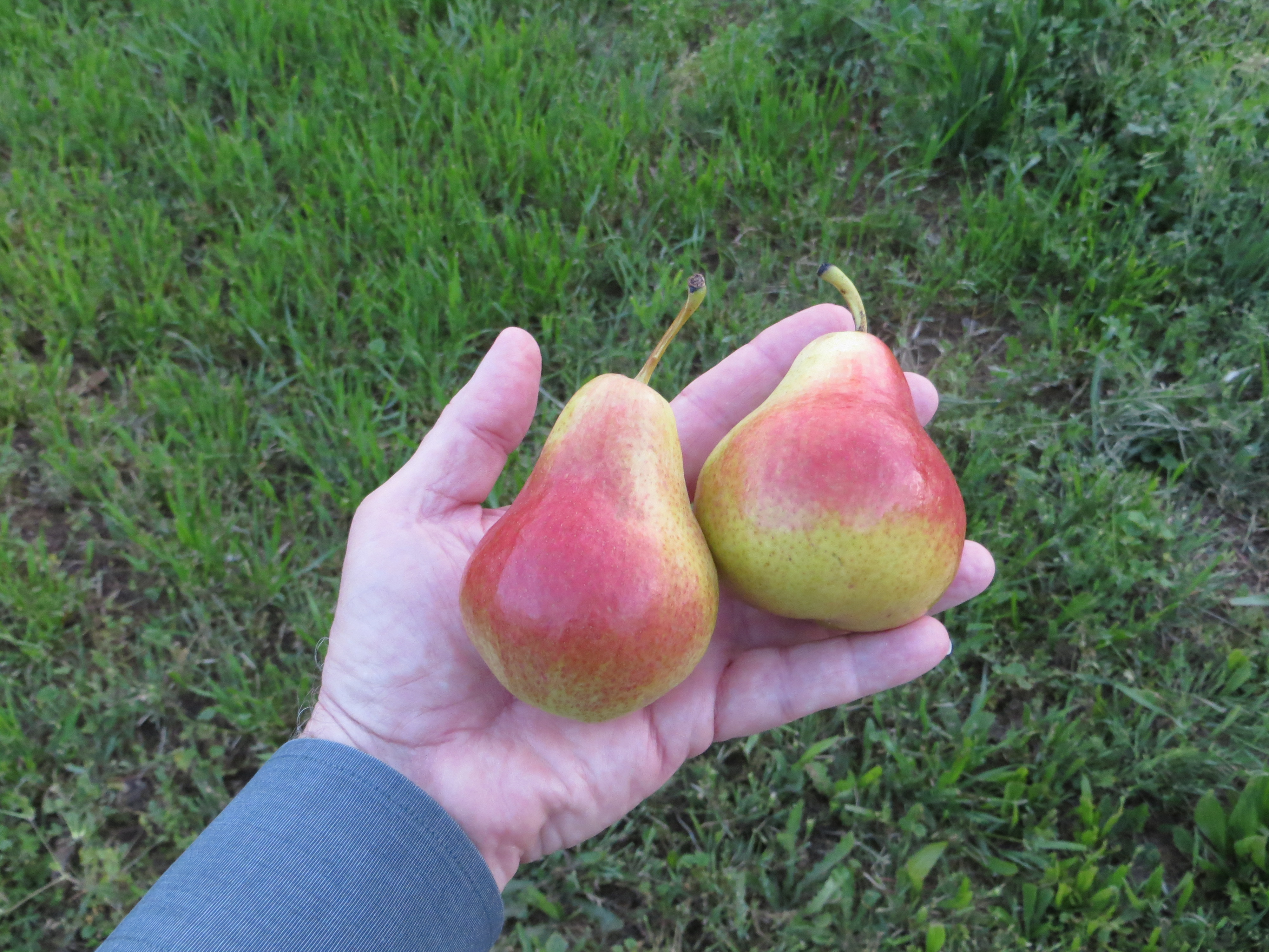 Blush Flamingo pears - General Fruit Growing - Growing Fruit