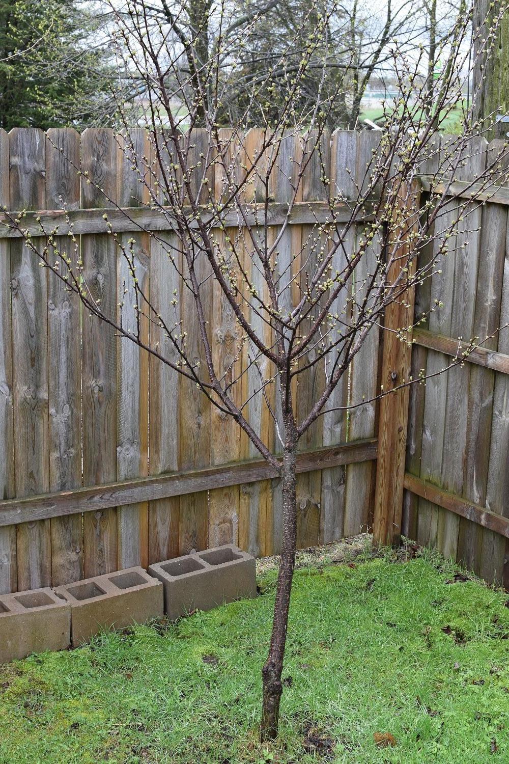 Multi grafted sweet cherries - General Fruit Growing - Growing Fruit