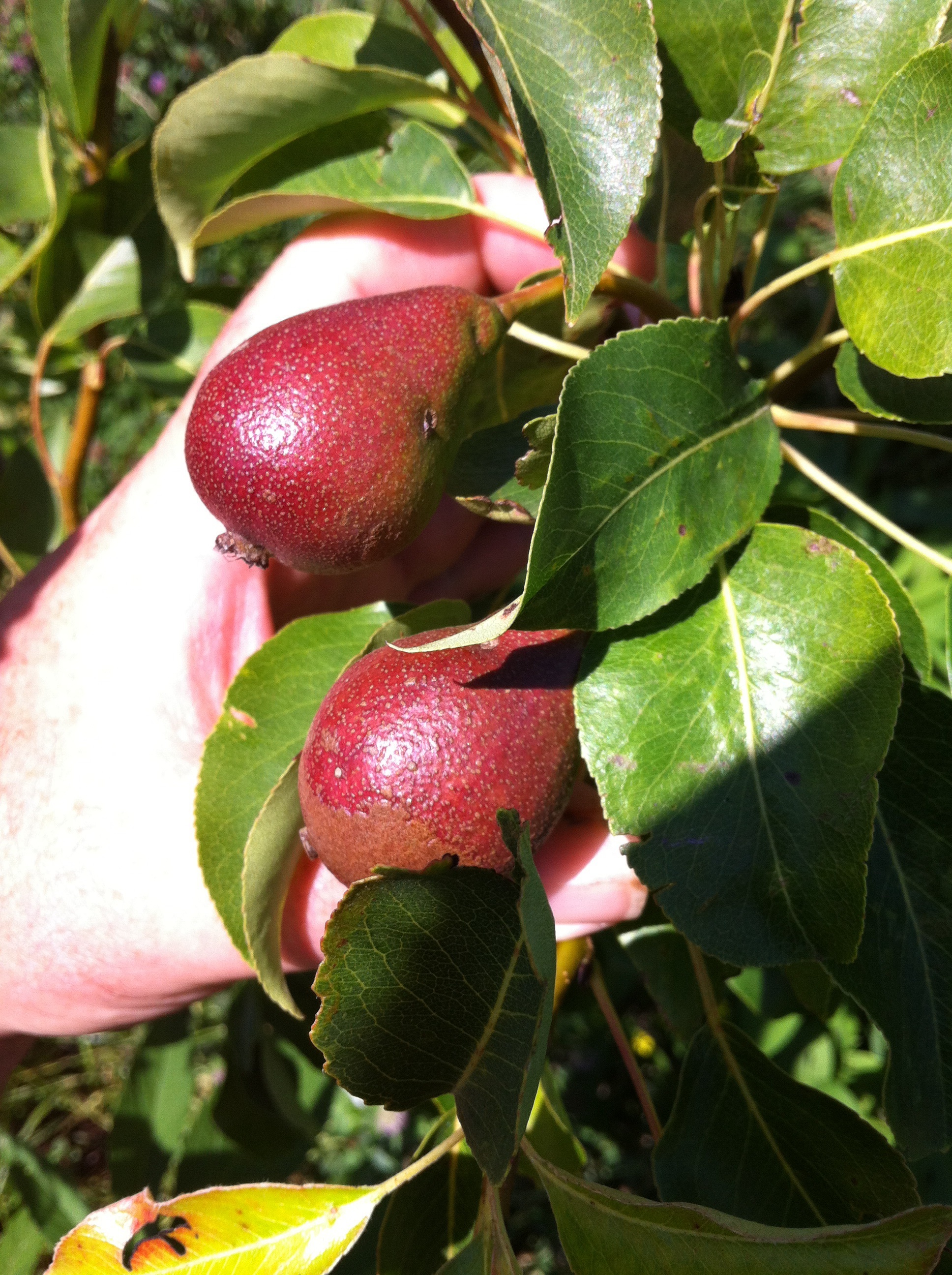 Harrow Sweet pear questions - General Fruit Growing - Growing Fruit