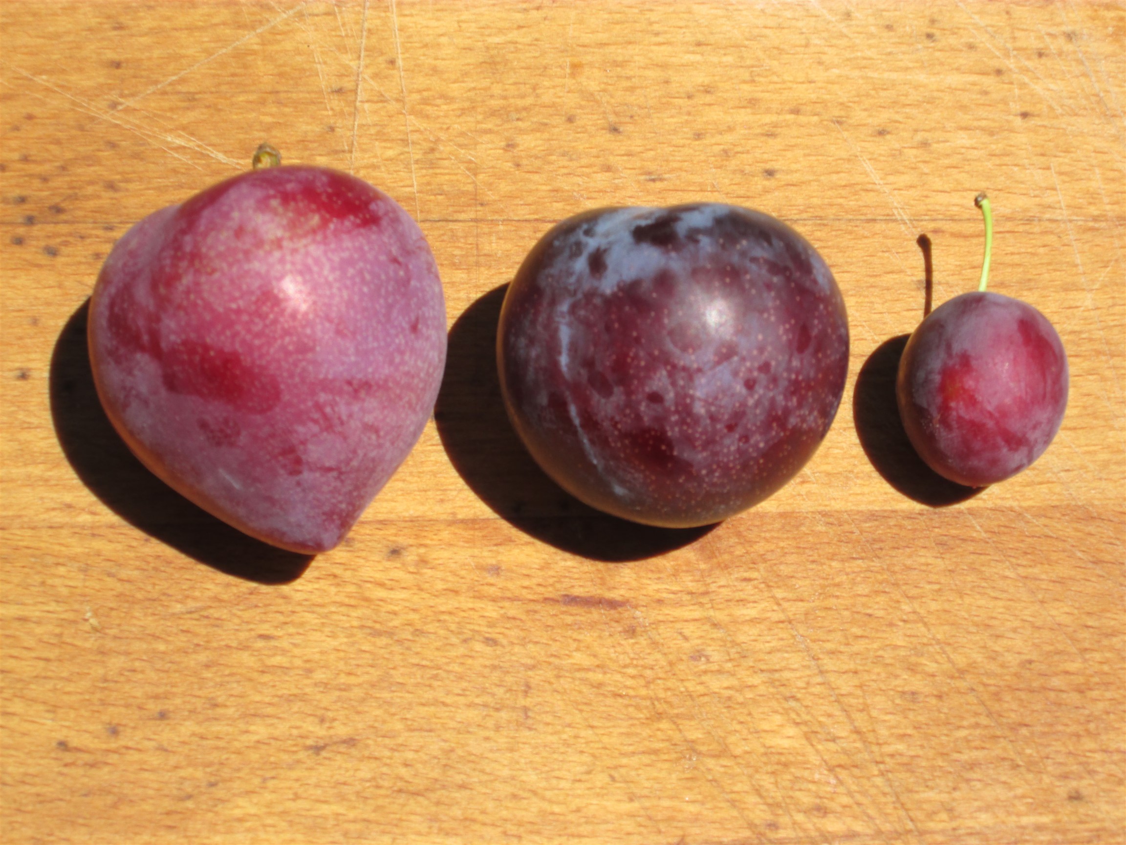 Pluerry size comparison - General Fruit Growing - Growing Fruit