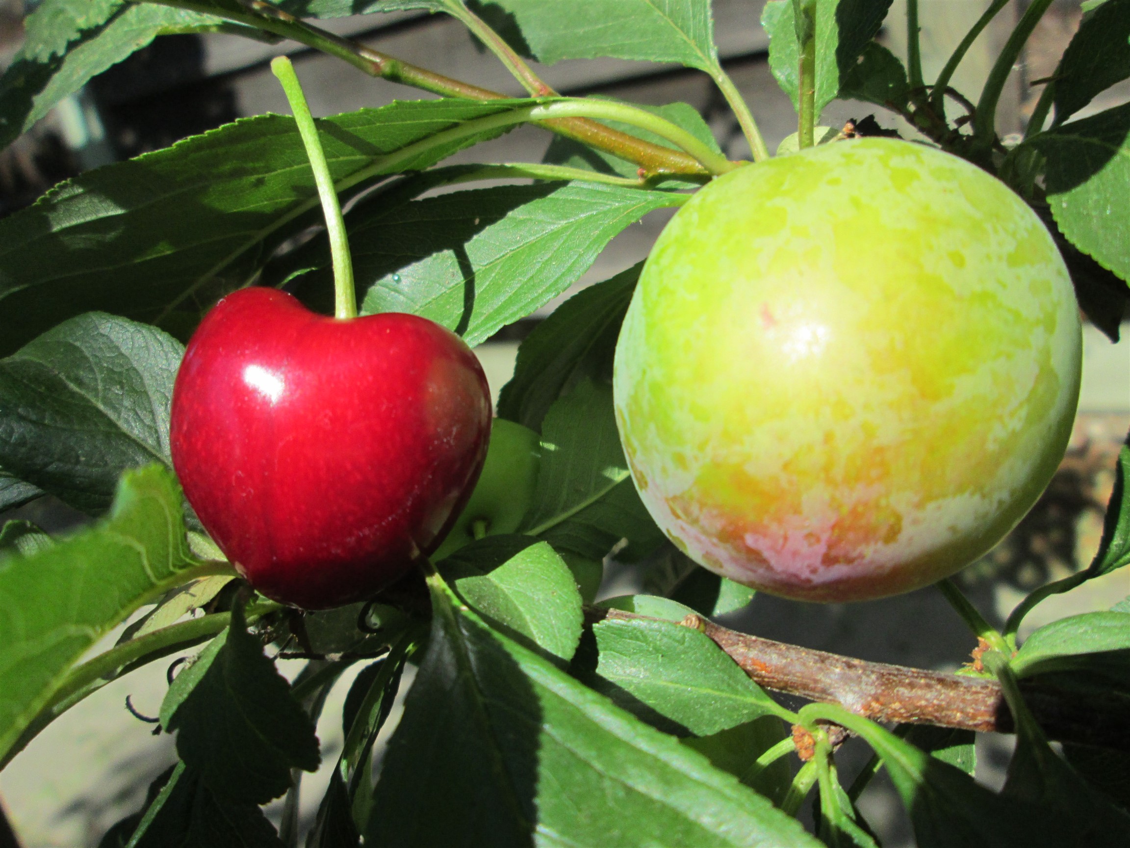 Sugar Twist Pluerry - General Fruit Growing - Growing Fruit