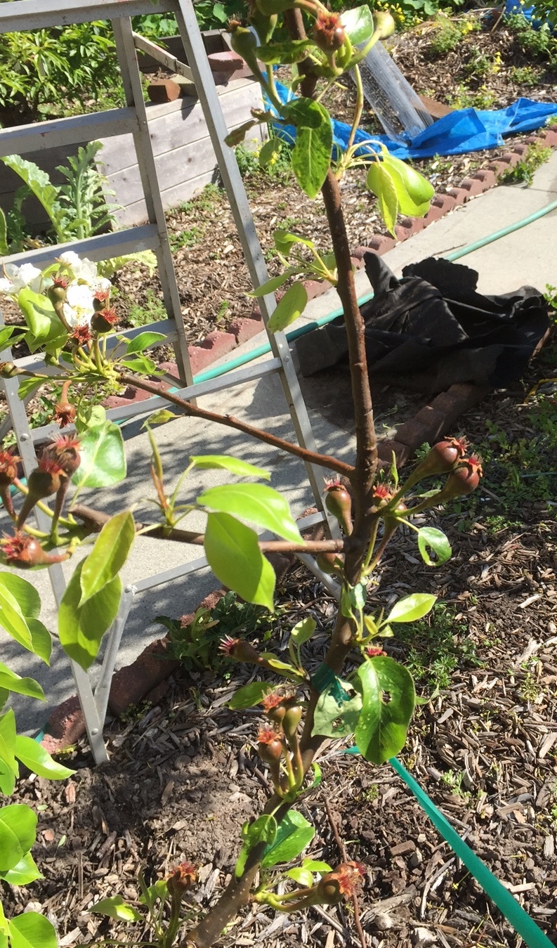 Harrow pears - my observations - General Fruit Growing - Growing Fruit