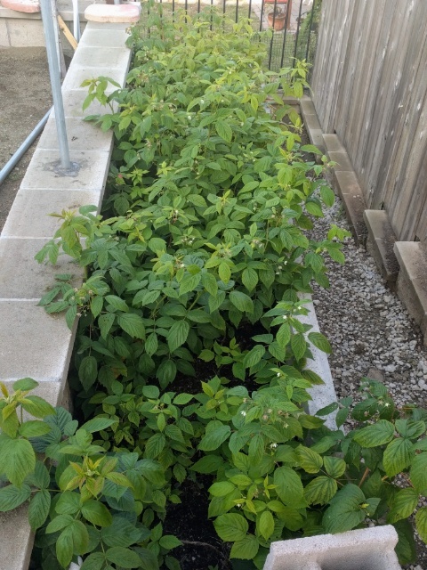 Bababerry Raspberry - Pictures! - Growing Fruit