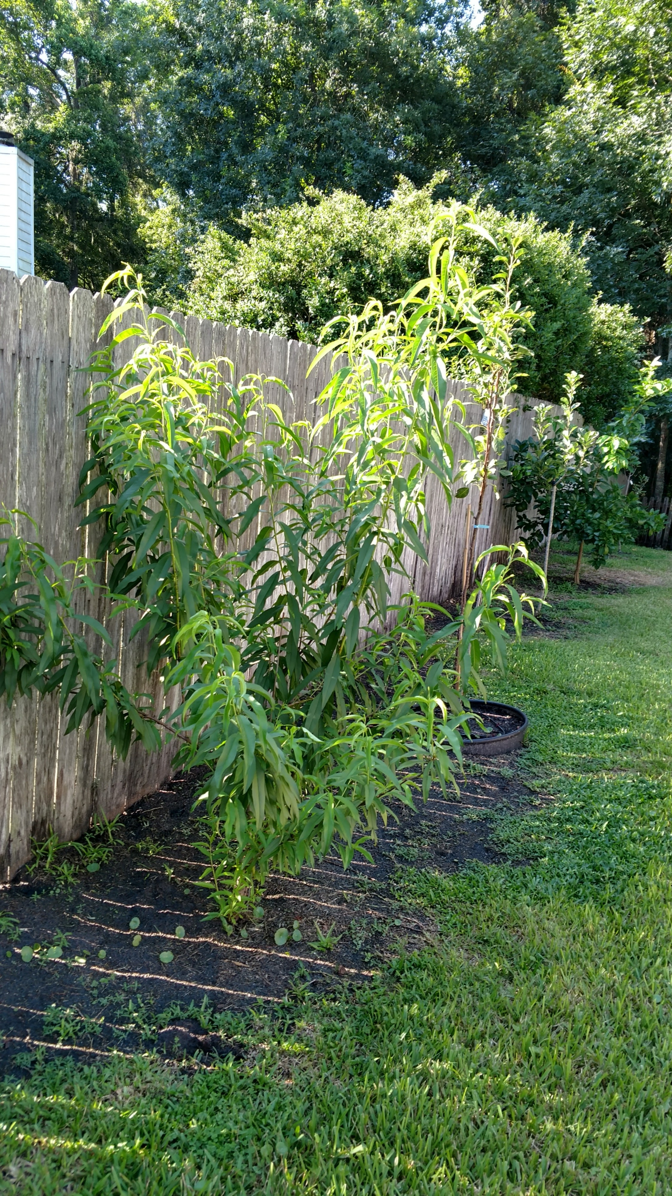 Starting Peach/Nectarines from pits - General Fruit Growing - Growing Fruit