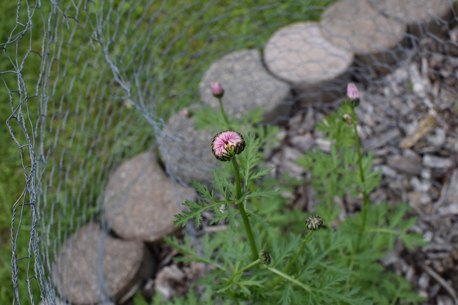 Anyone ever grow pyrethrum? - General Gardening - Growing Fruit