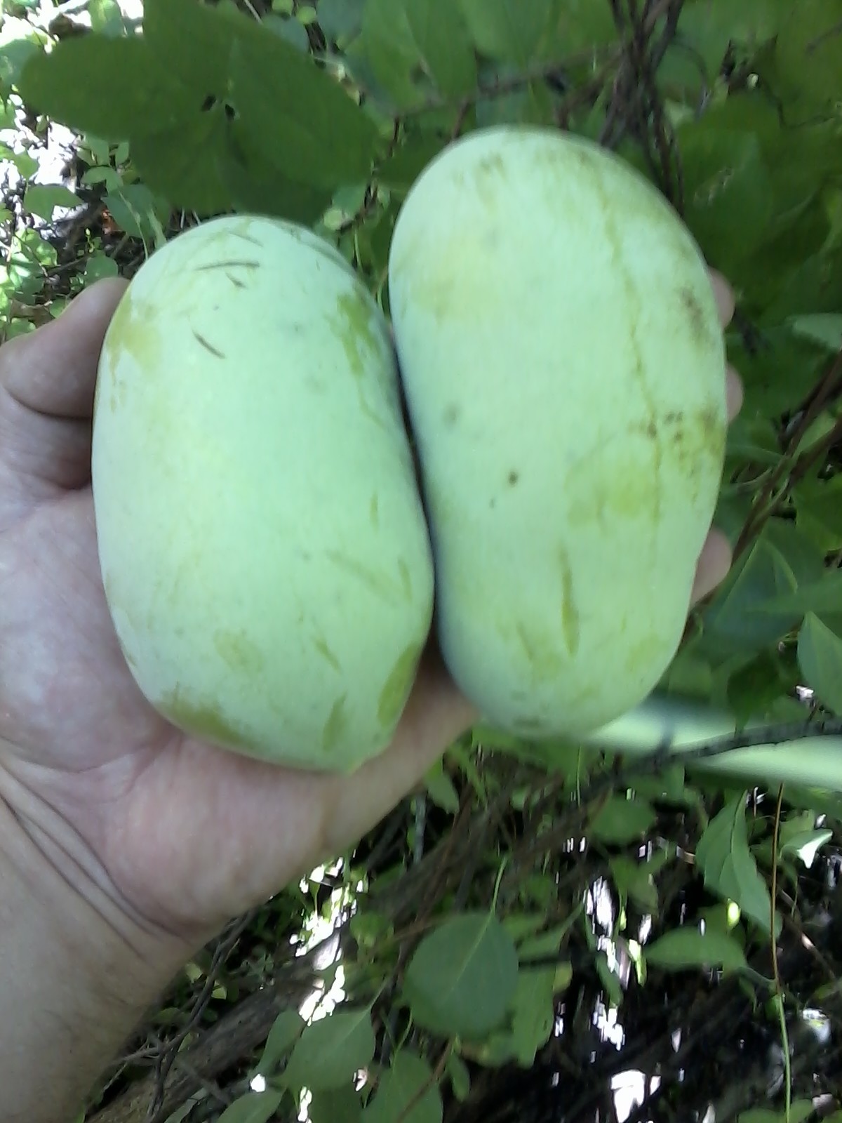 Pawpaw Varieties - General Fruit Growing - Growing Fruit